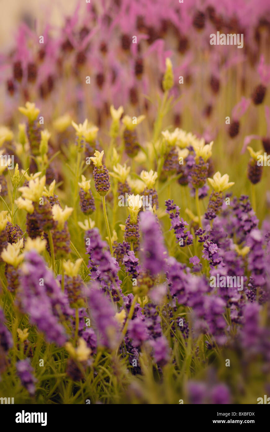 Lavender flowers - Lavendula mixed Stock Photo: 33445046 - Alamy