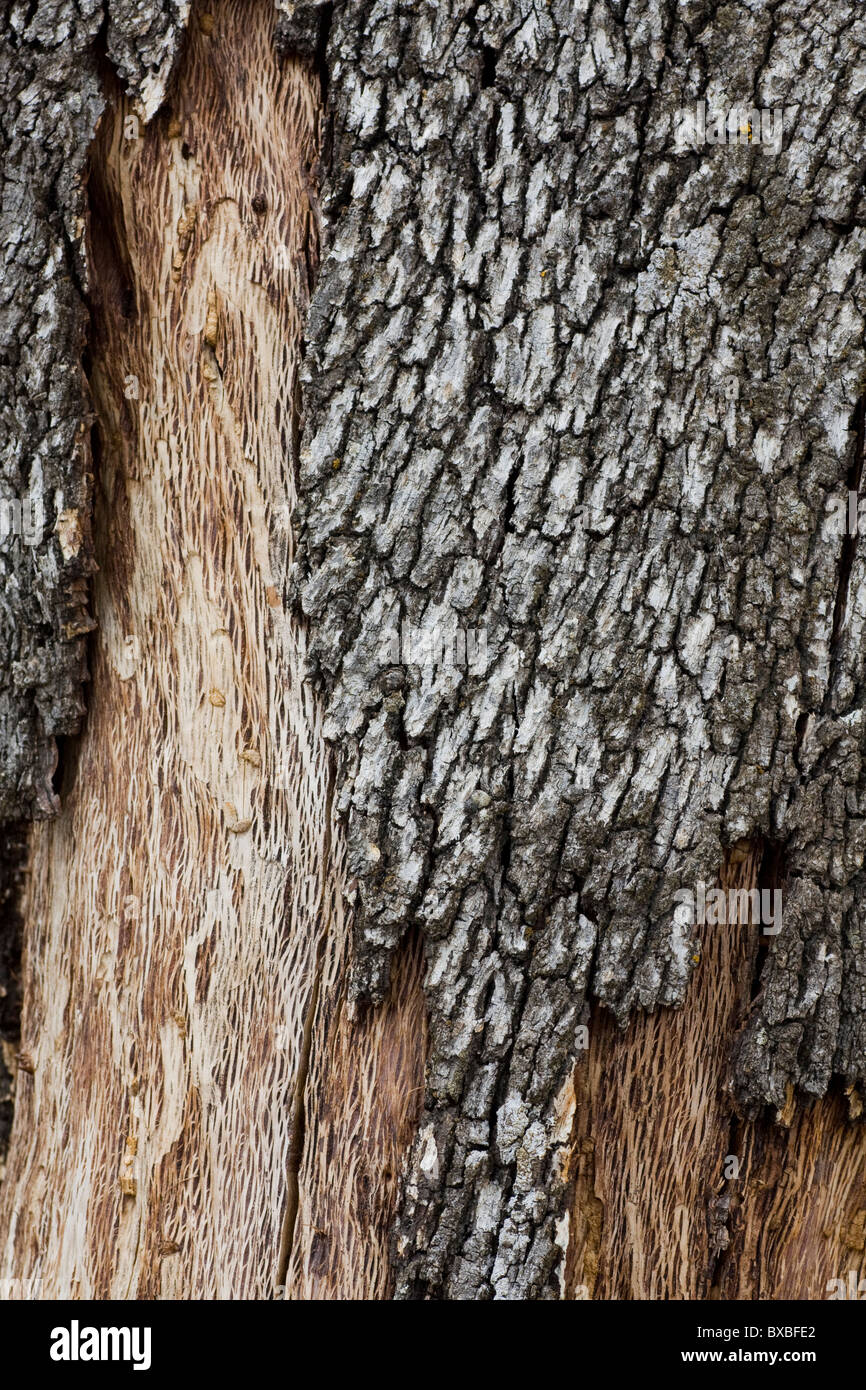 Close up view of a quercus suber tree bark texture Stock Photo - Alamy