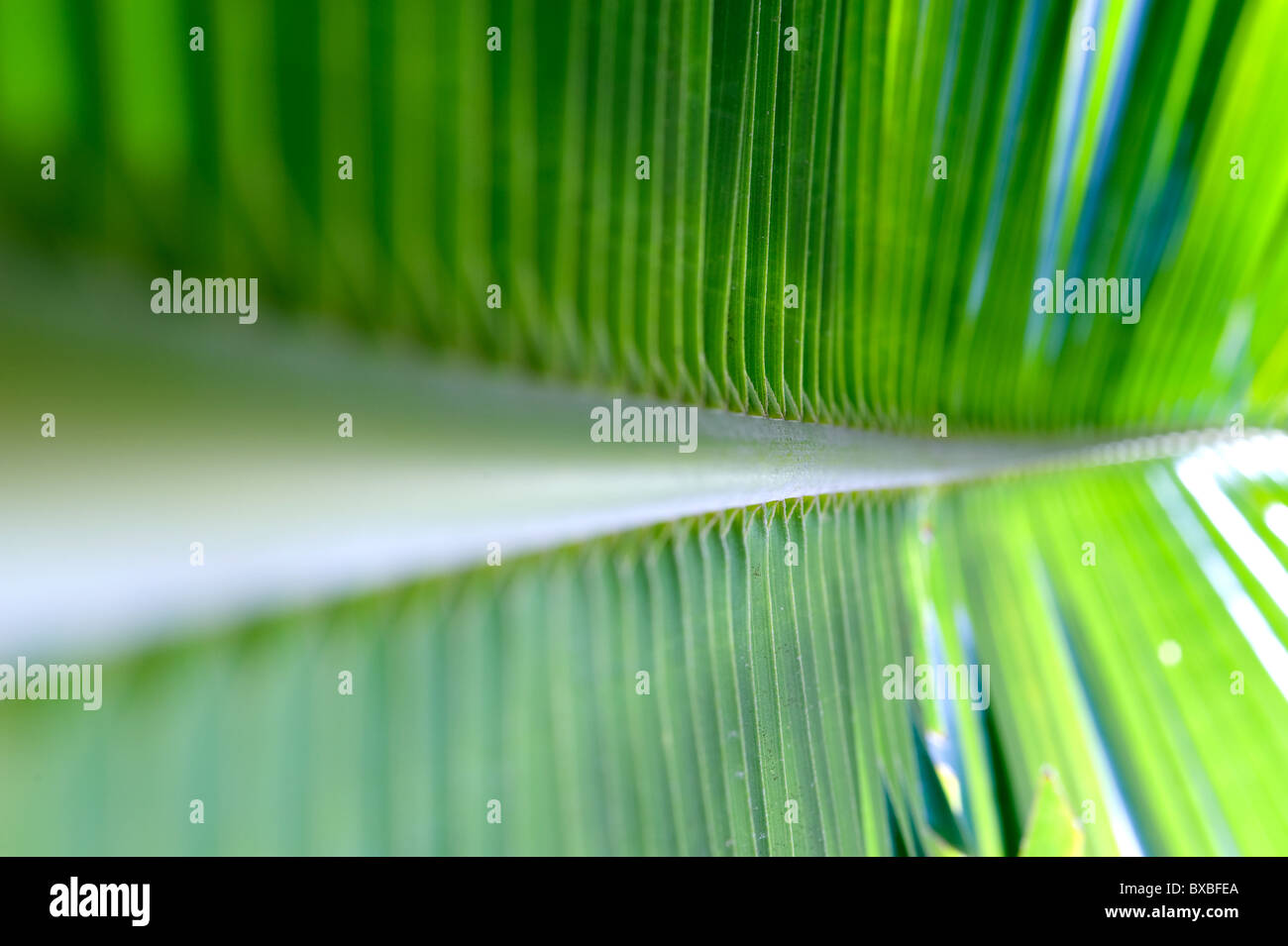 Palm tree leaf hi-res stock photography and images - Alamy