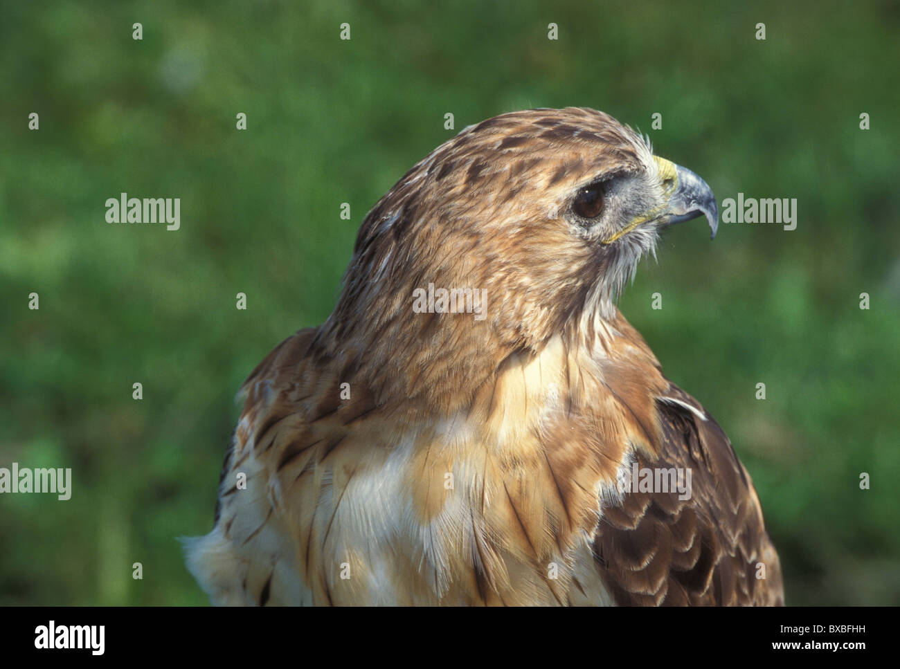 Red tailed hawk portrait detail hi-res stock photography and images - Alamy