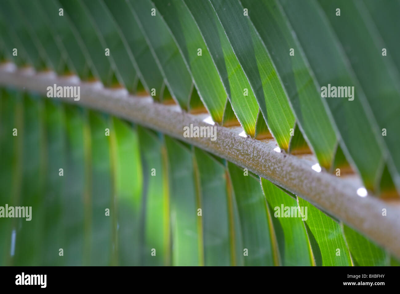 Palm tree leaf macro picture Stock Photo - Alamy