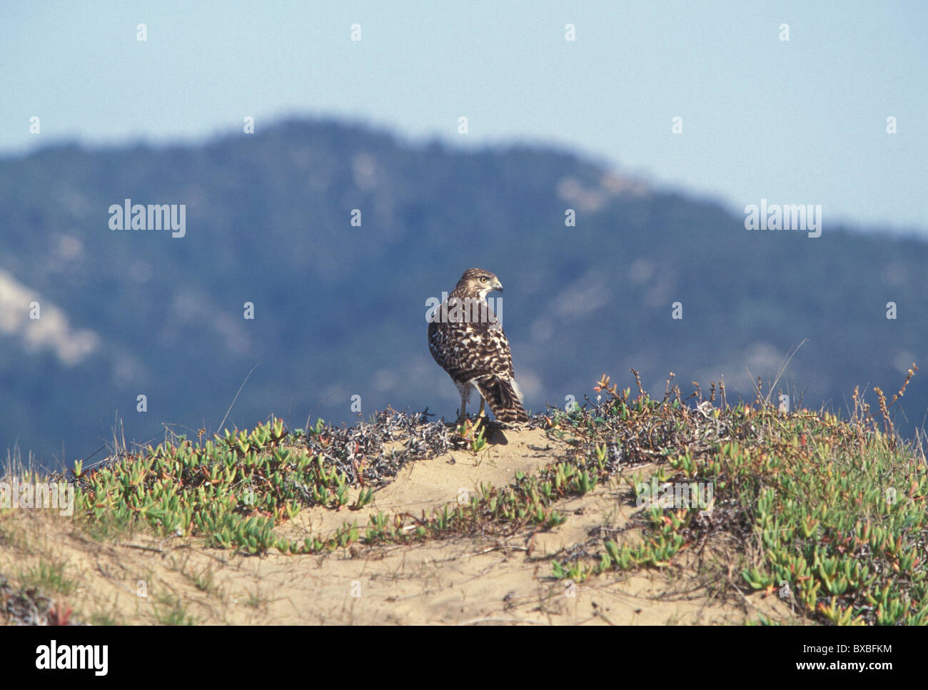 red tailed hawk on the ground Ano Nuevo California Stock Photo - Alamy