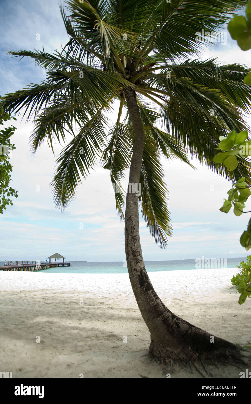 Palm tree on the beach in Maldives Stock Photo - Alamy