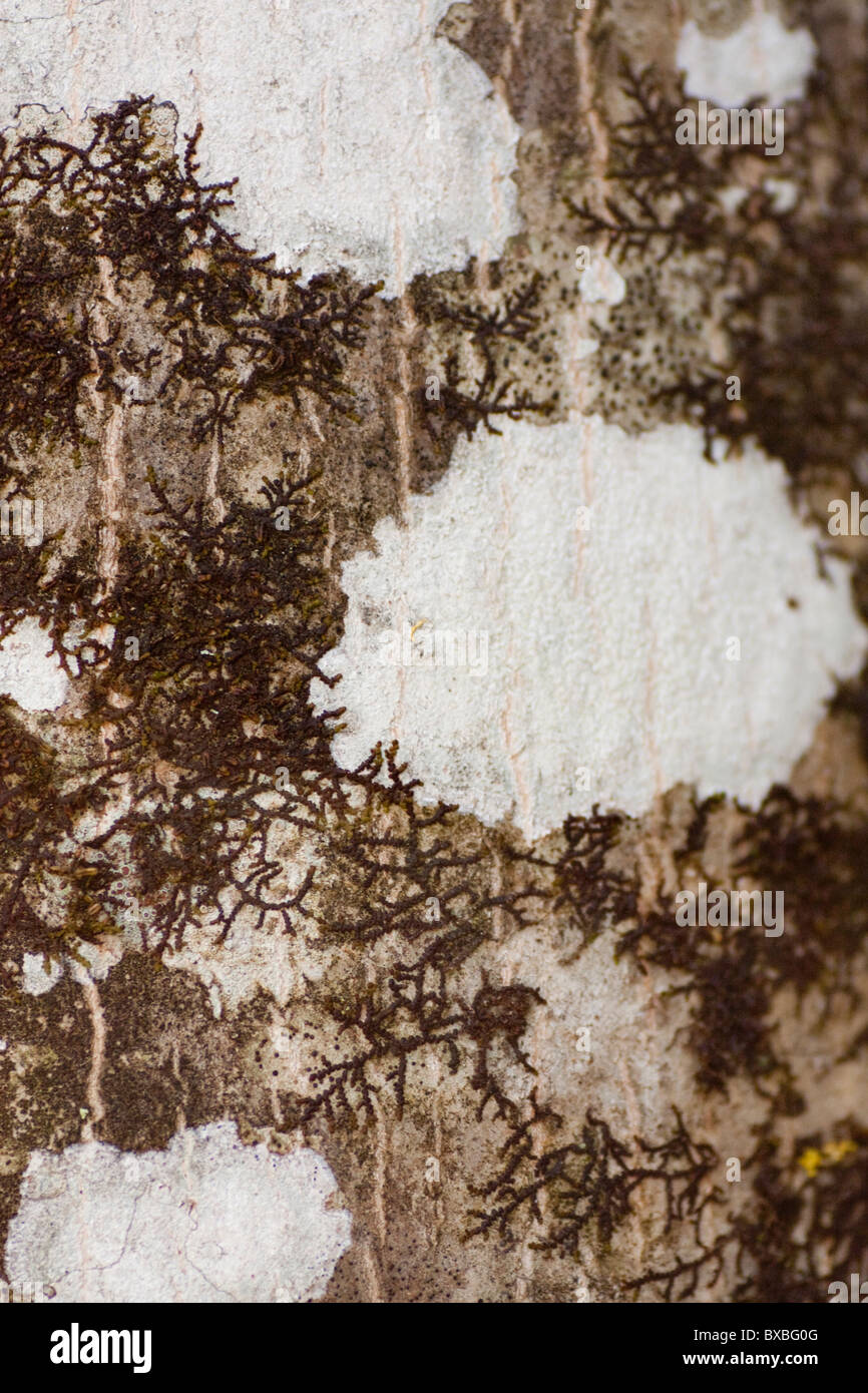 Close up view of some dry moss and lichen on a tree Stock Photo - Alamy