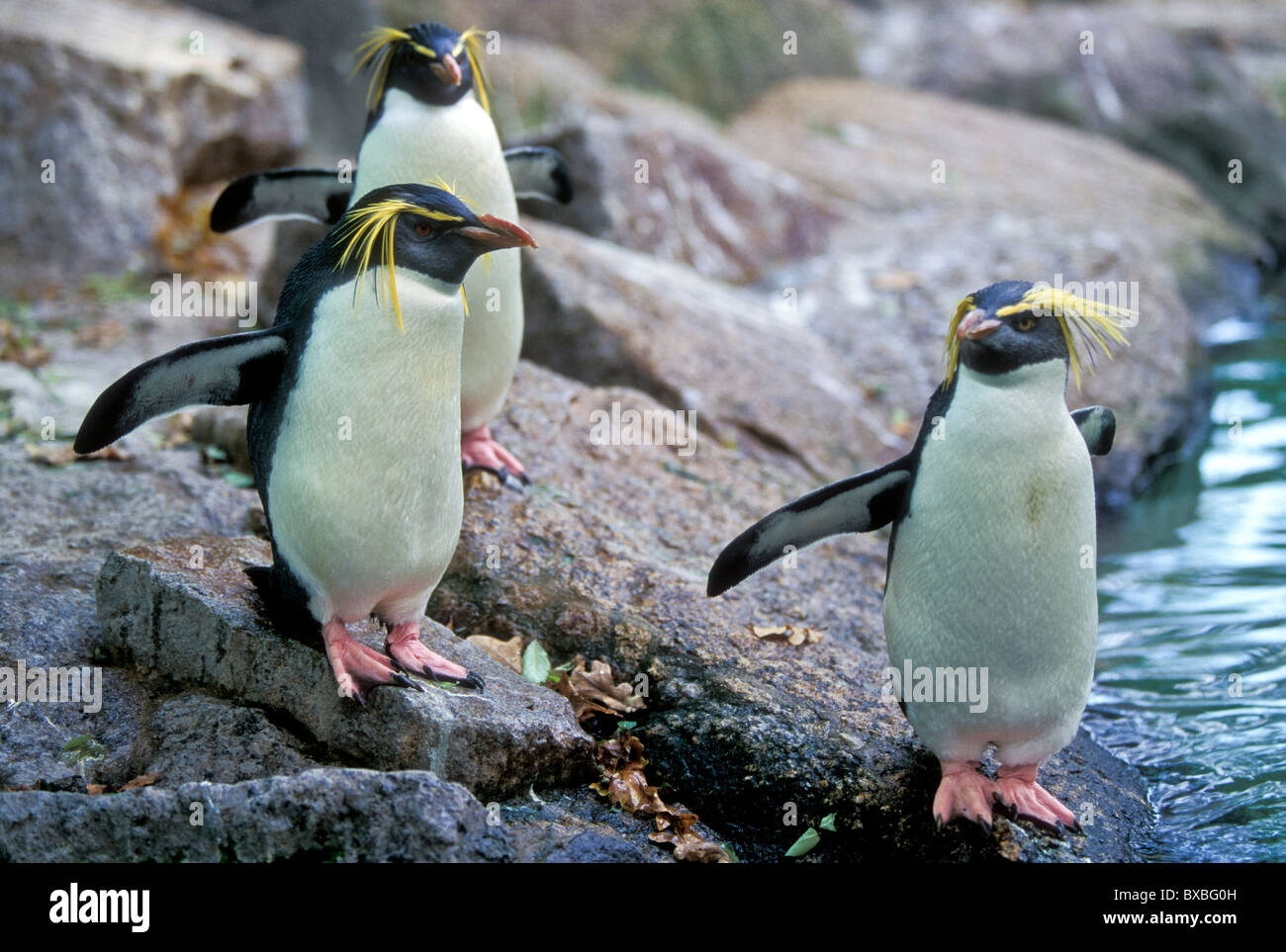 rock hopper penguin at the Berlin Zoo Stock Photo - Alamy