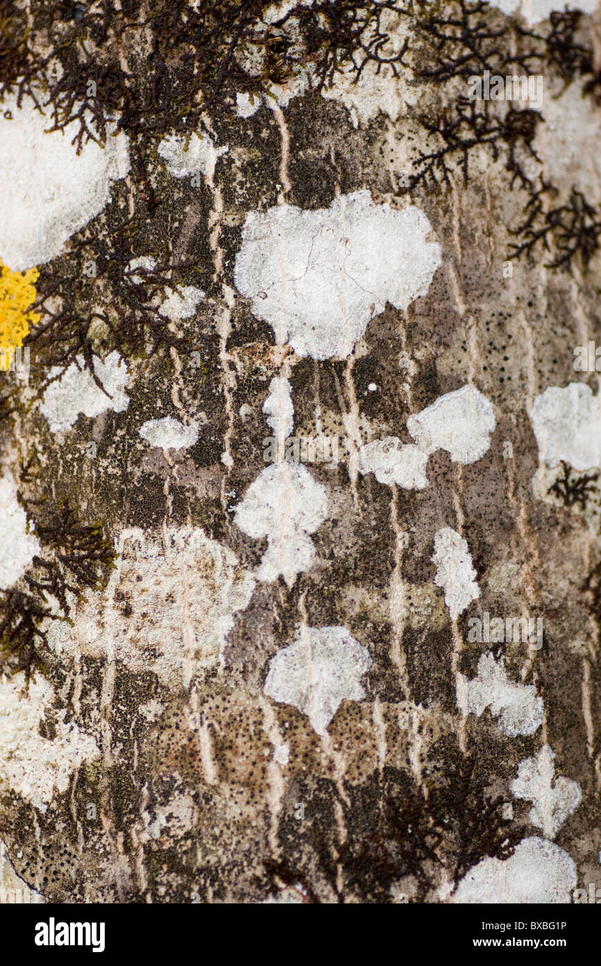 Close up view of some dry moss and lichen on a tree Stock Photo - Alamy