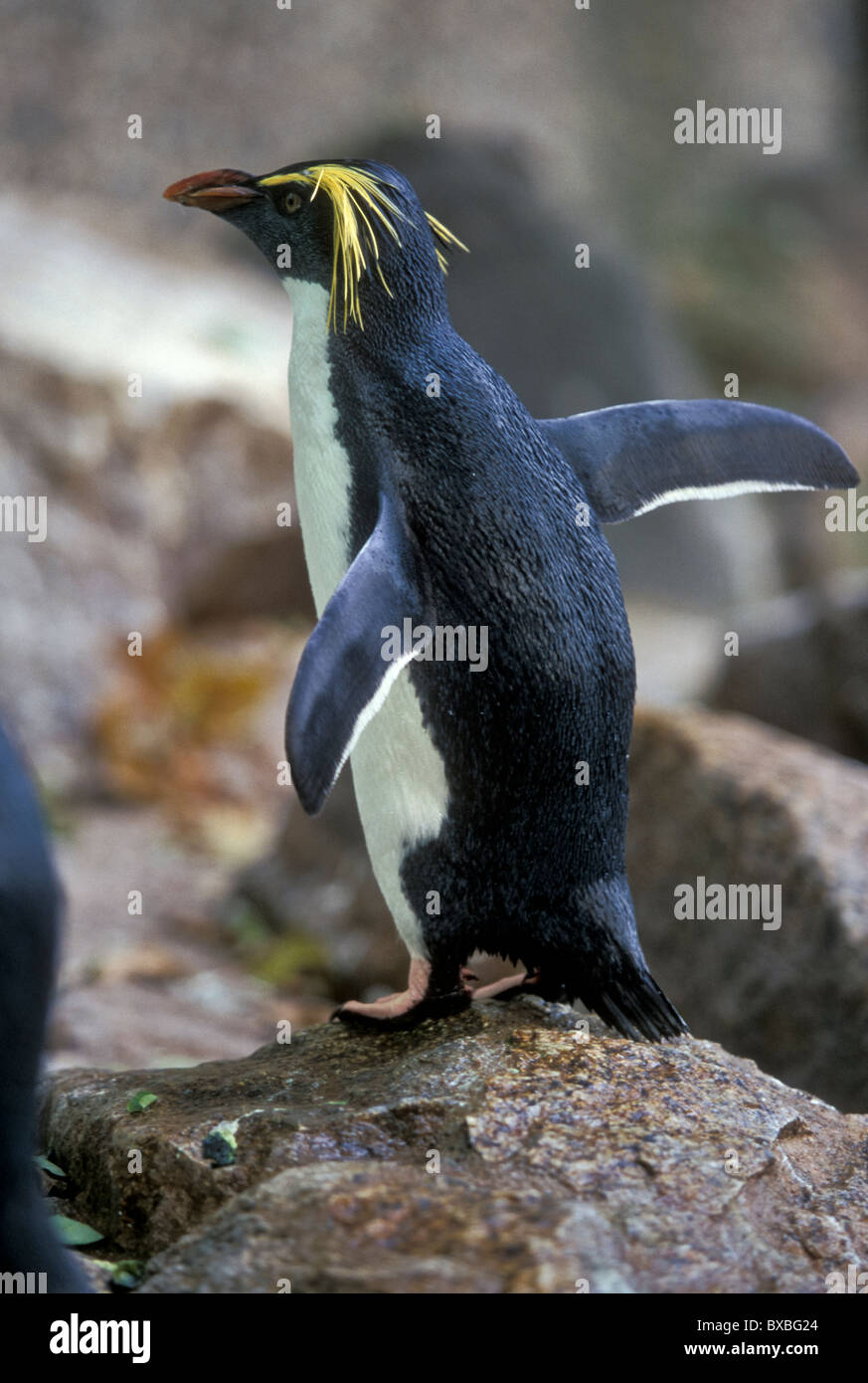 rock hopper penguin at the Berlin Zoo Stock Photo - Alamy