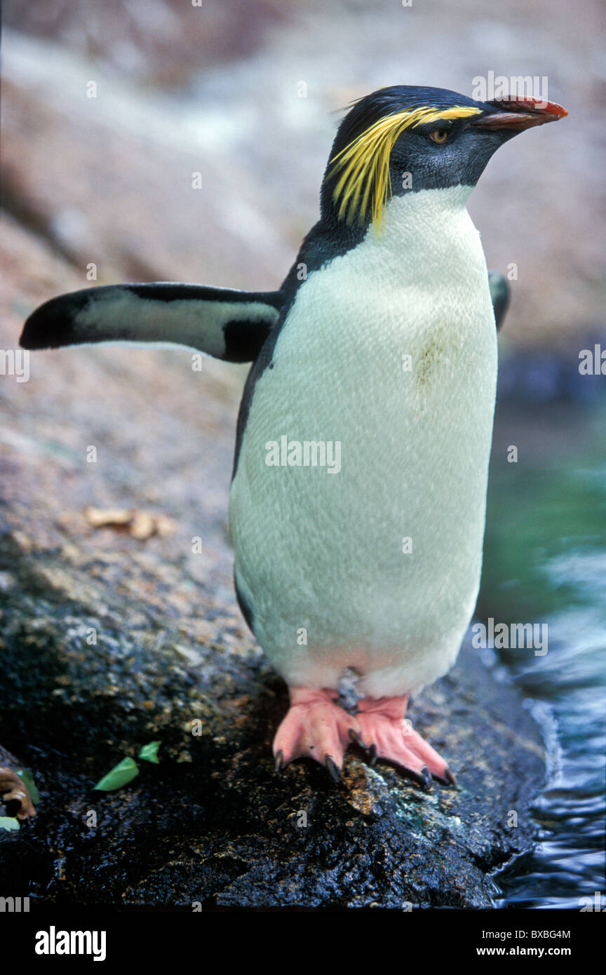 rock hopper penguin at the Berlin Zoo Stock Photo - Alamy