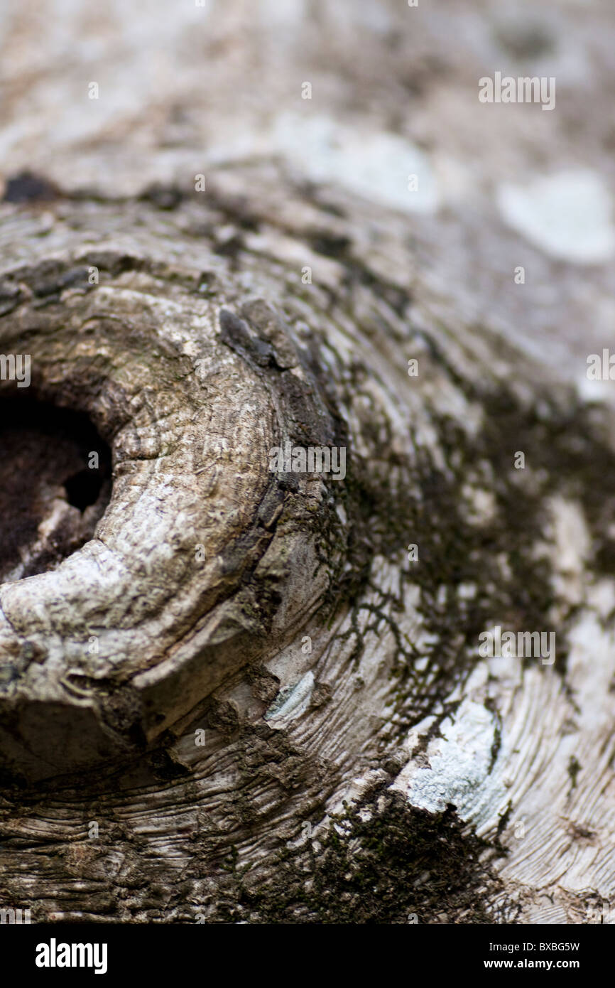 Close up view of a tree node texture Stock Photo - Alamy