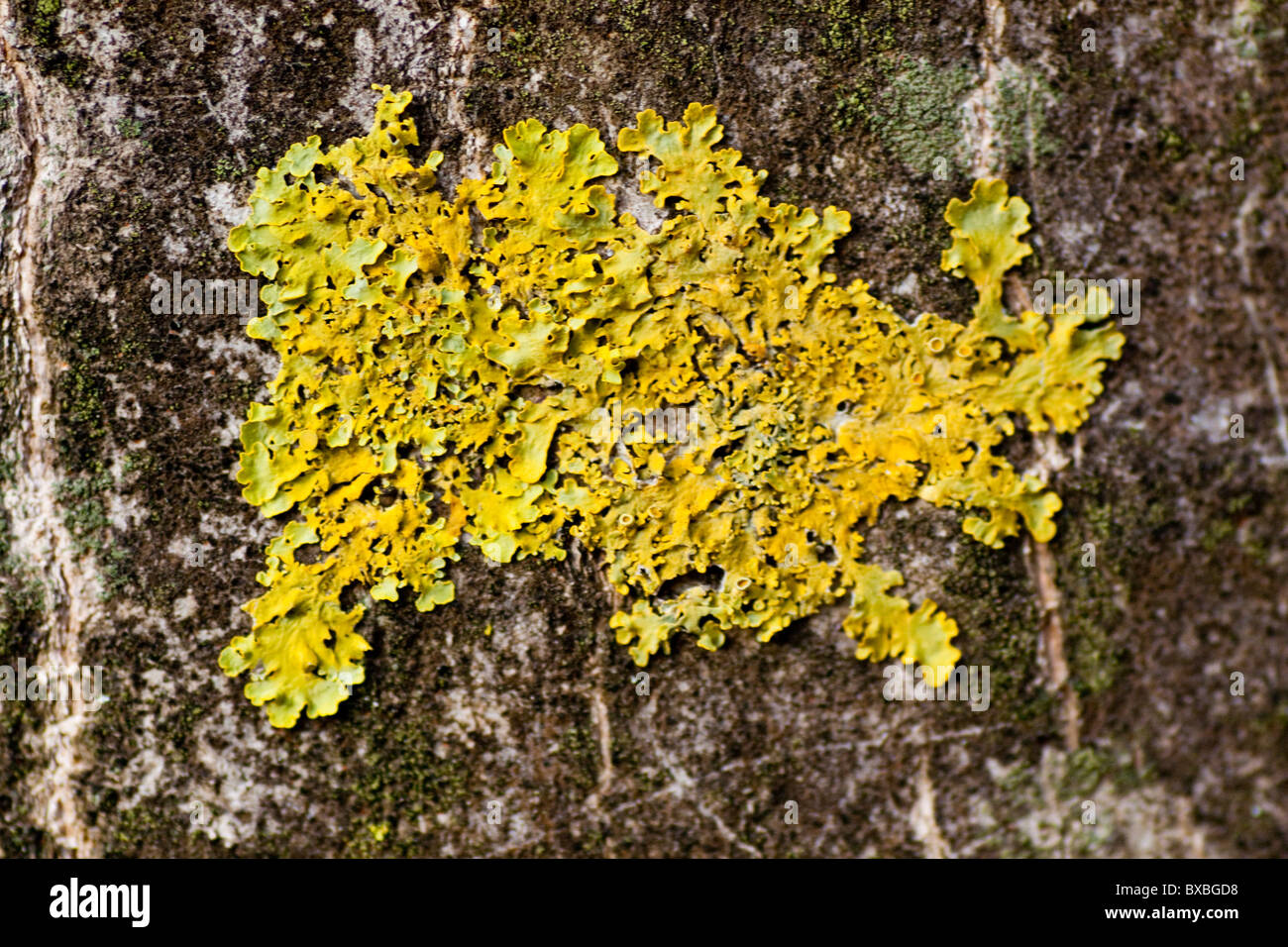 Close up view of some dry moss and lichen on a tree Stock Photo - Alamy