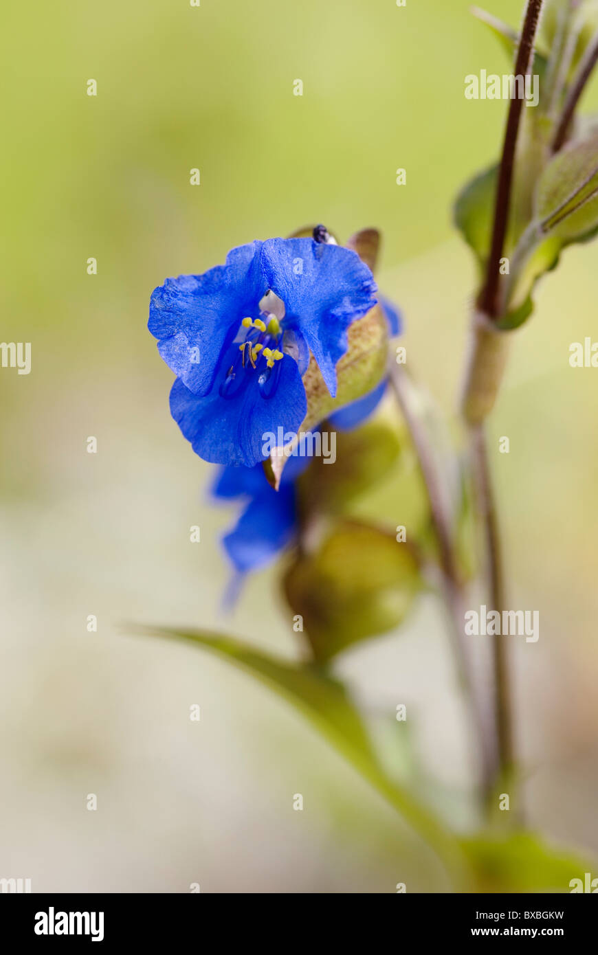 Commelina coelestis hi-res stock photography and images - Alamy