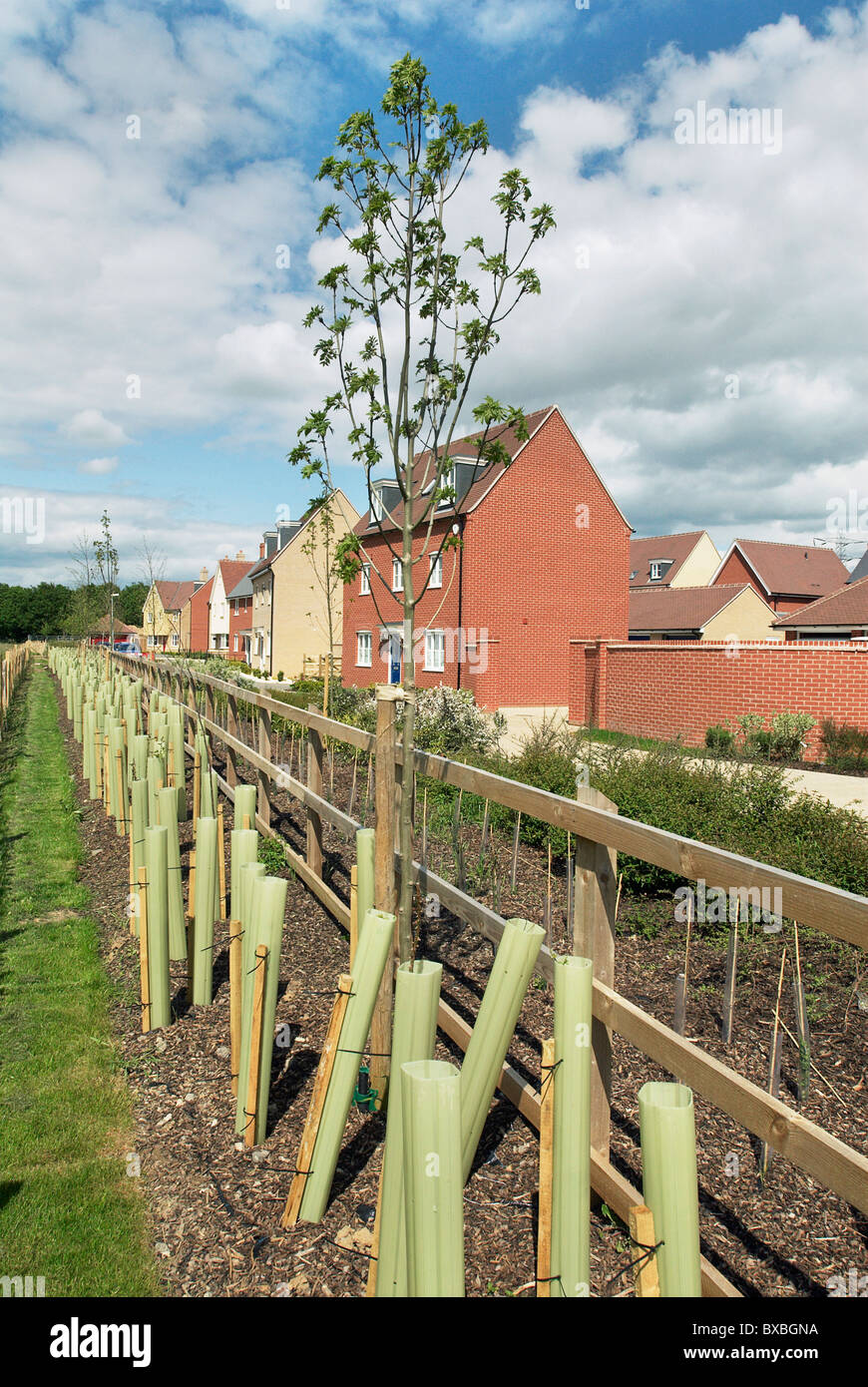 Sapling fence hi-res stock photography and images - Alamy