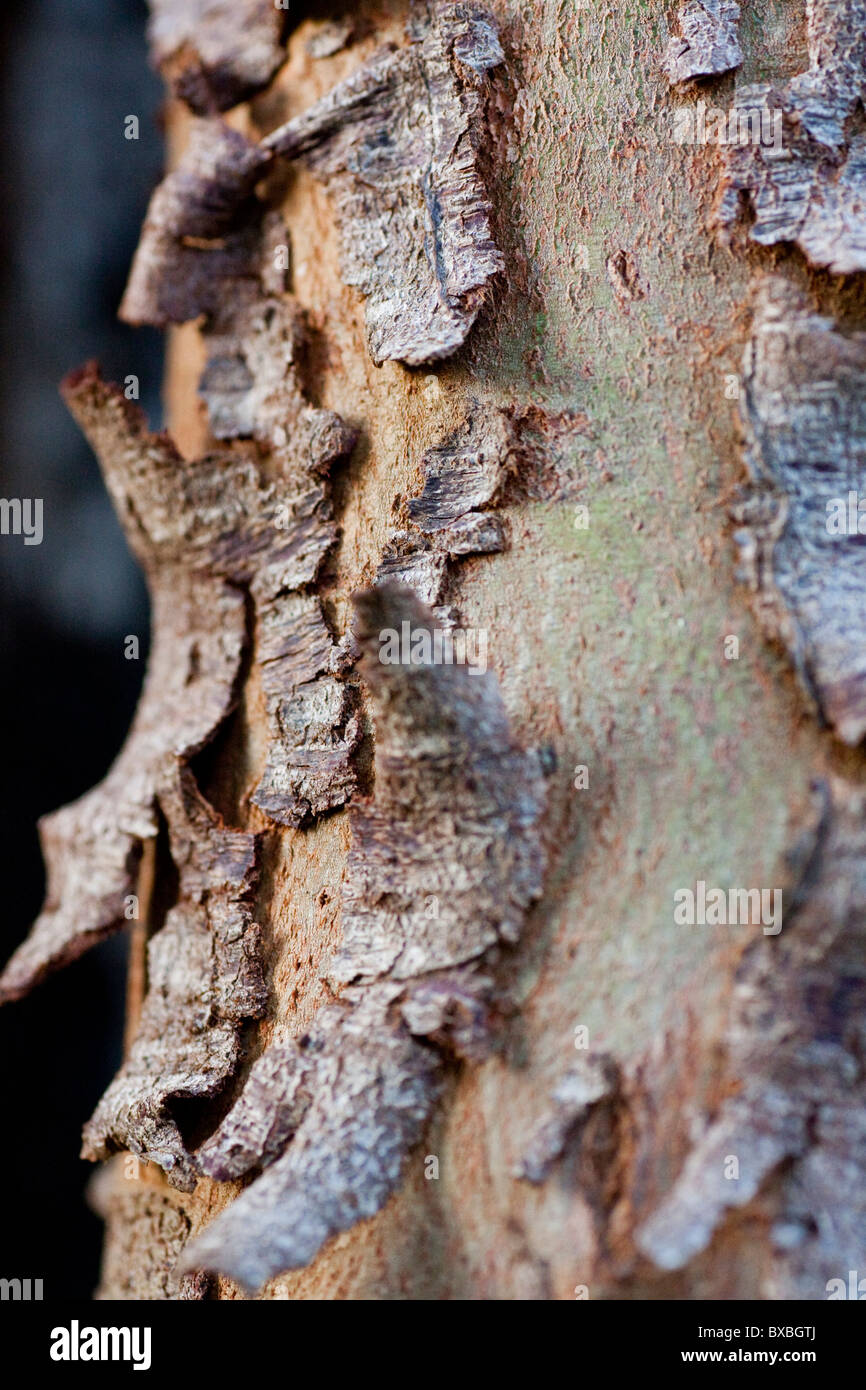 Close up view of a tree trunk with the skin peeled Stock Photo - Alamy