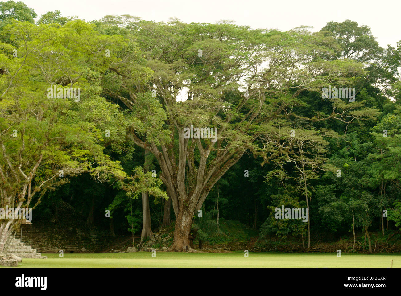 Tropical rain forest trees at the Mayan ruins of Copan, Honduras. Copan ...