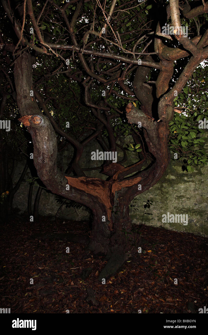 Split tree hi-res stock photography and images - Alamy