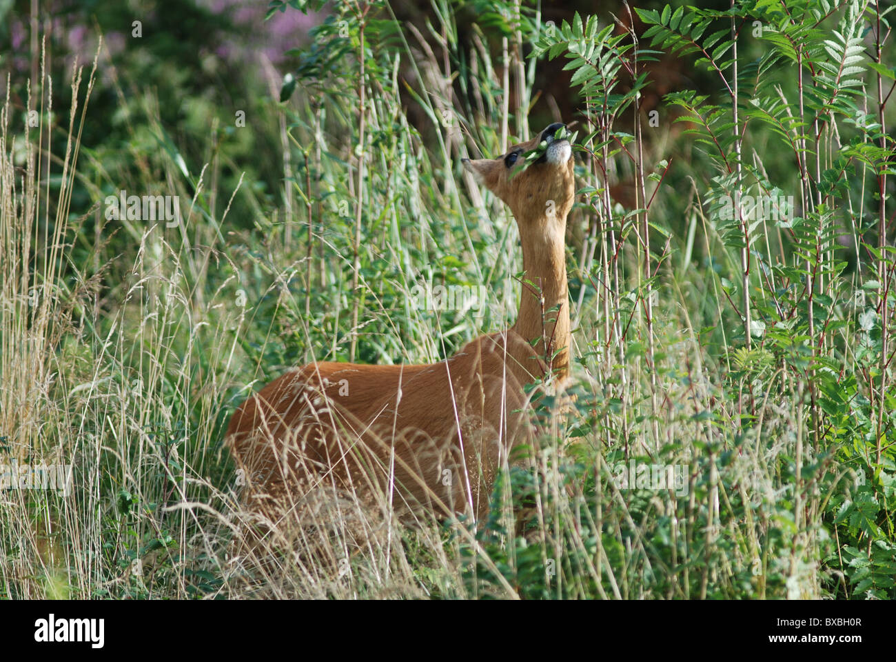 Nature and wildlife hi-res stock photography and images - Alamy