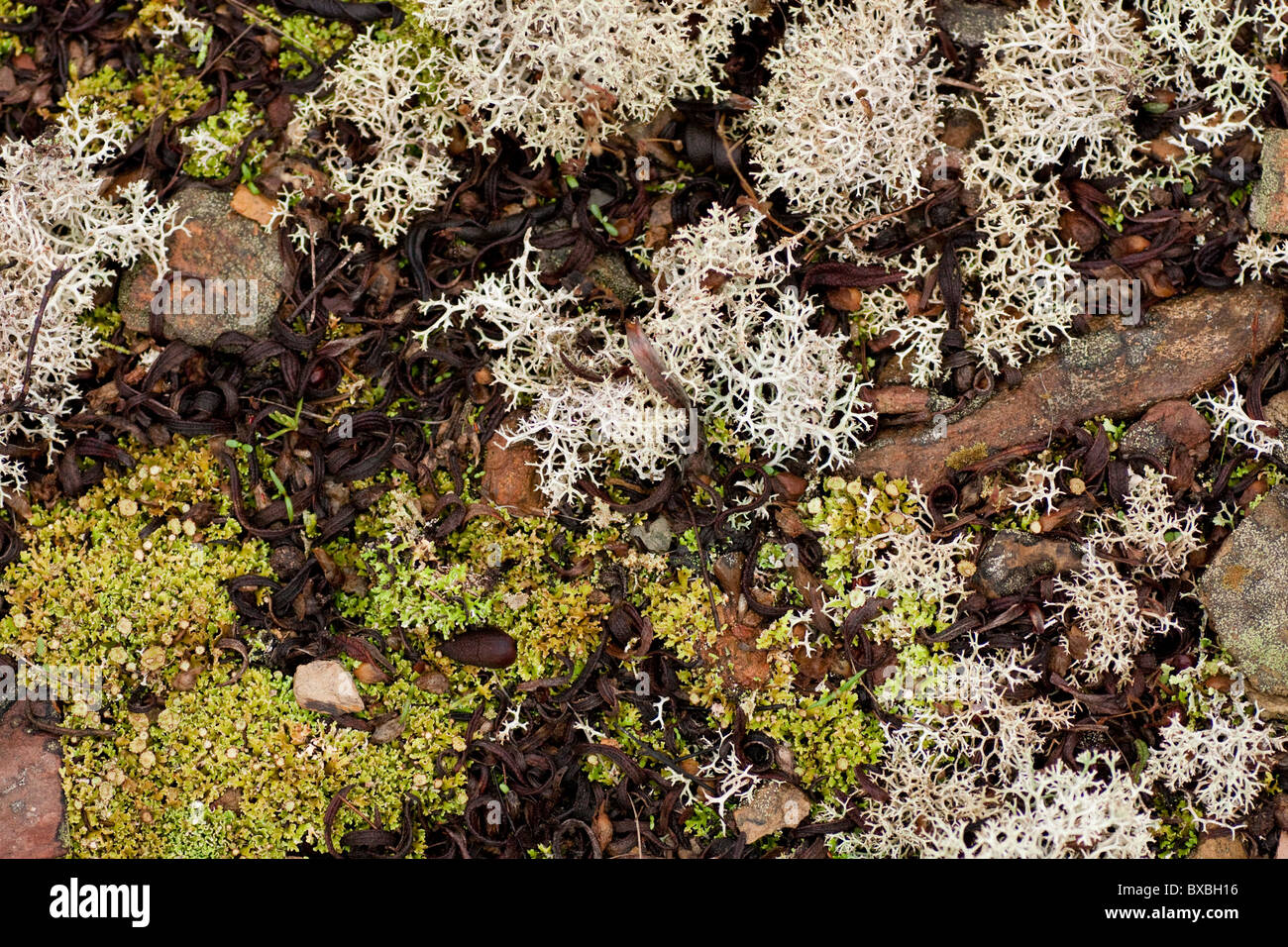 Top view of the wet ground of the forest Stock Photo - Alamy