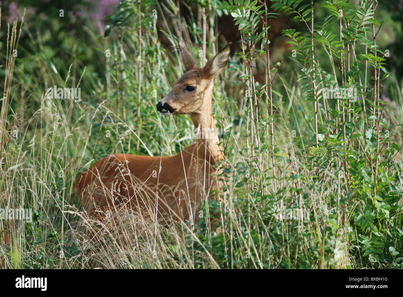 Deer in nature, wildlife Stock Photo - Alamy