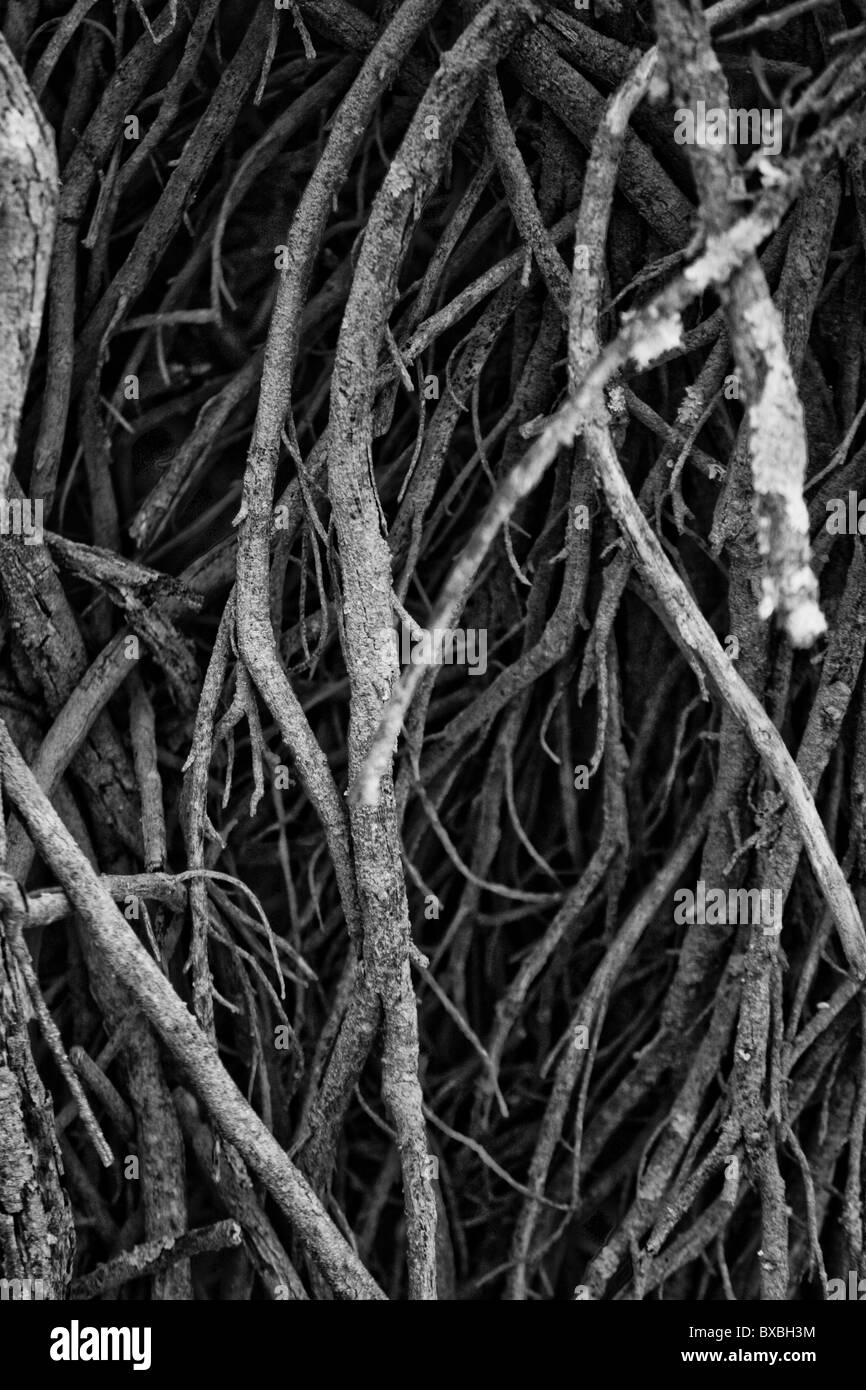 Close view of many branches of a ground bush Stock Photo - Alamy