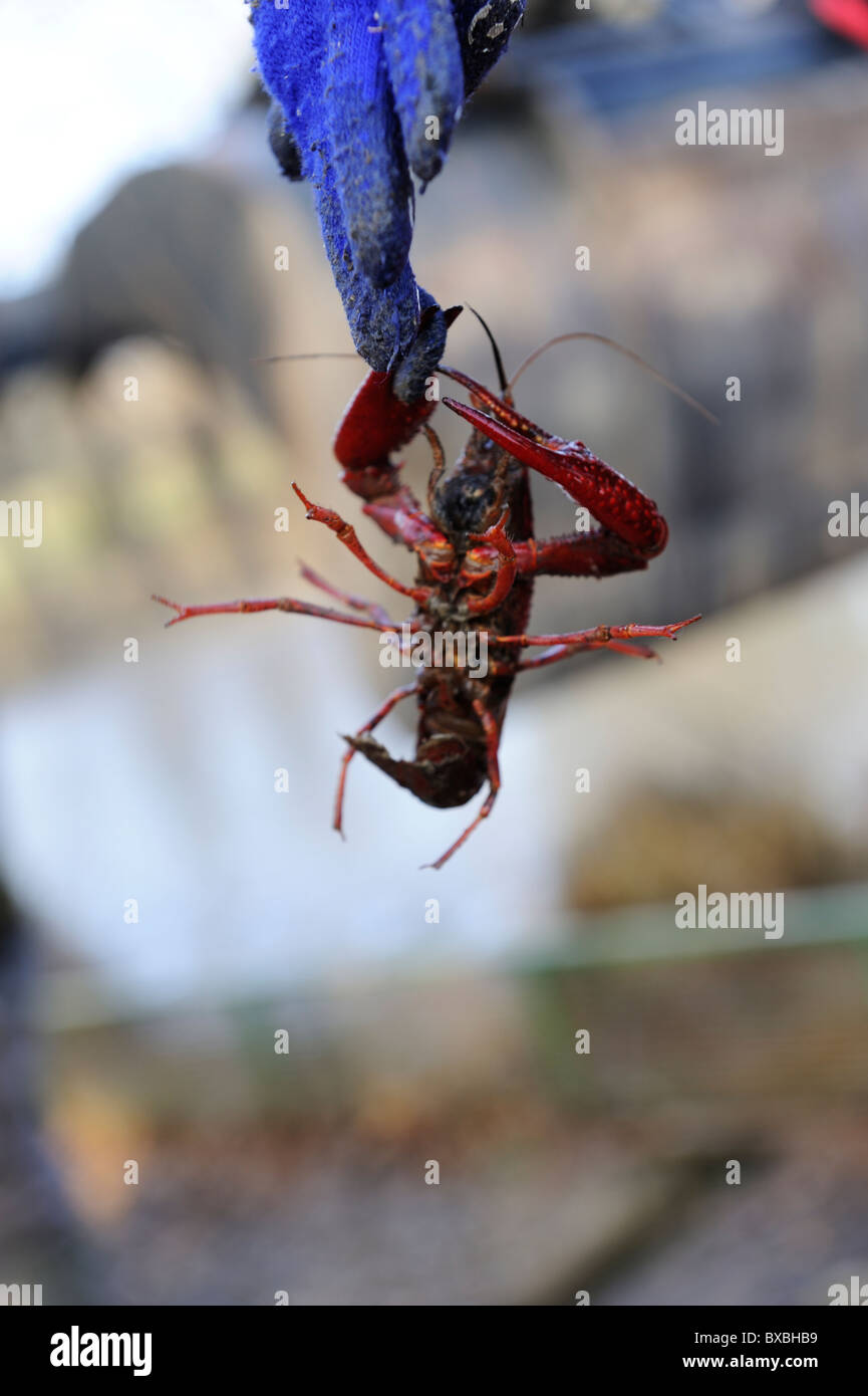 Freshwater crayfish biting the hand of a young boy Stock Photo - Alamy