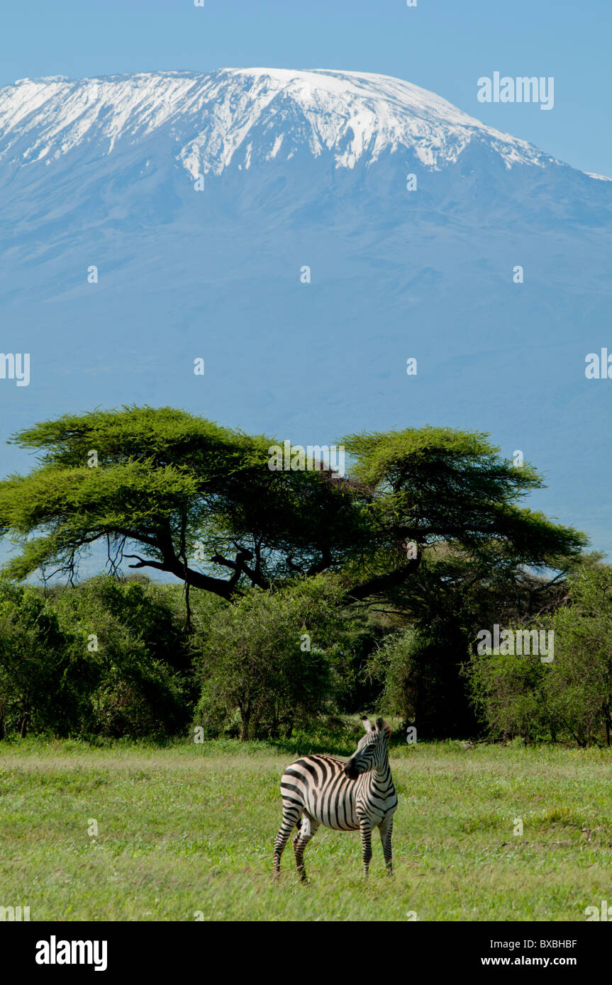 Zebra symmetry hi-res stock photography and images - Alamy