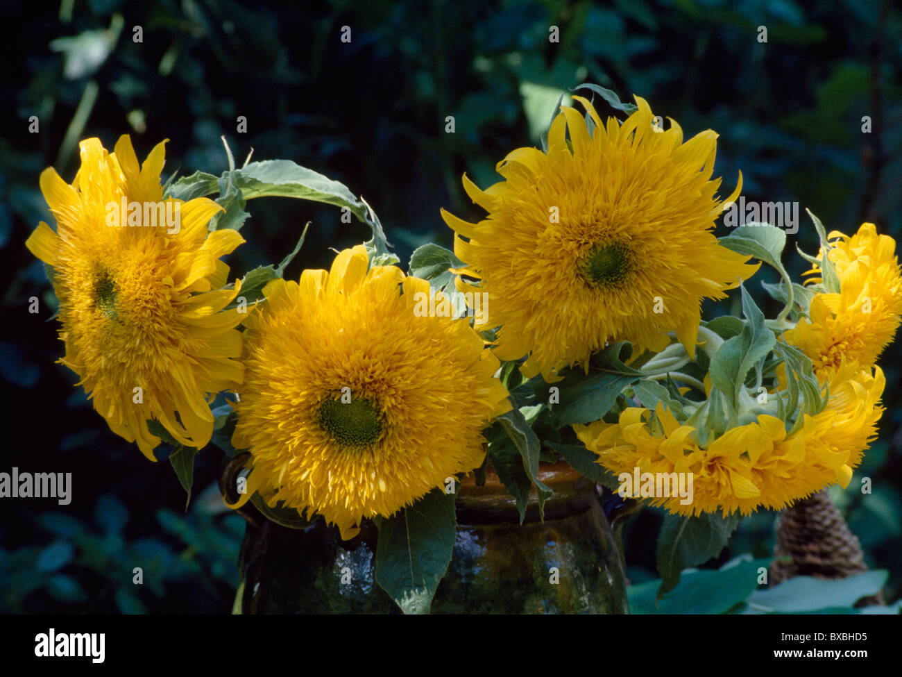 Still-Life of yellow double sunflowers Stock Photo - Alamy
