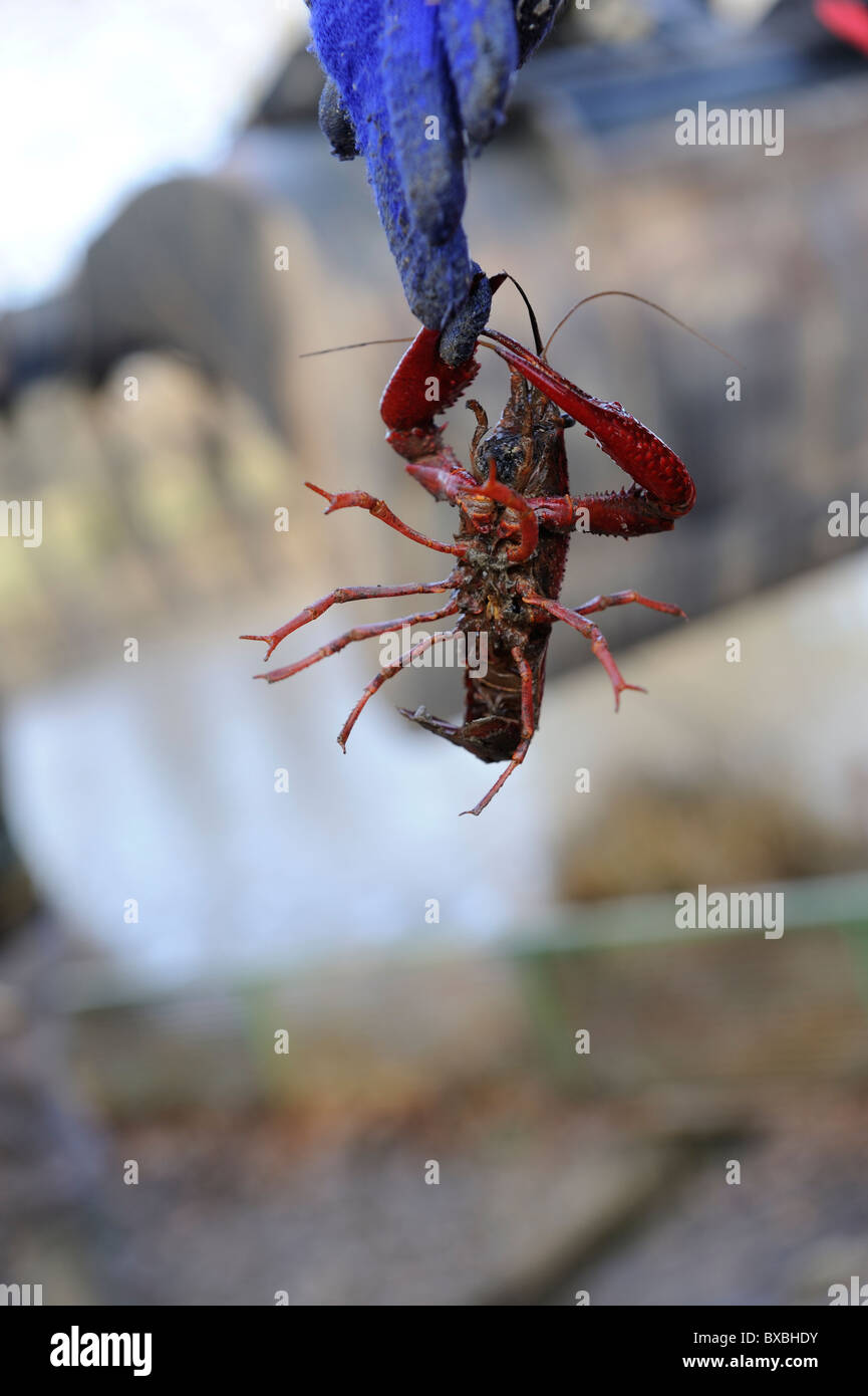 Crayfish hand sorting hi-res stock photography and images - Alamy