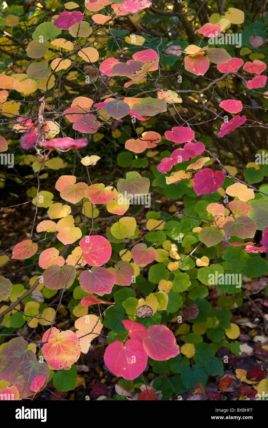 Disanthus cercidifolius leaves hi-res stock photography and images - Alamy