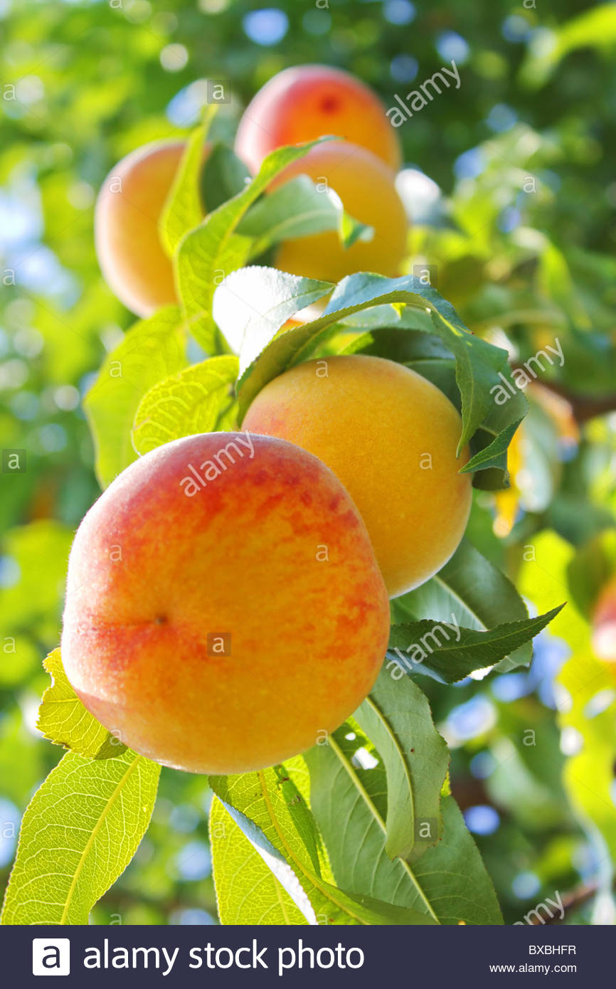 Peaches Tree Stock Photos & Peaches Tree Stock Images - Alamy