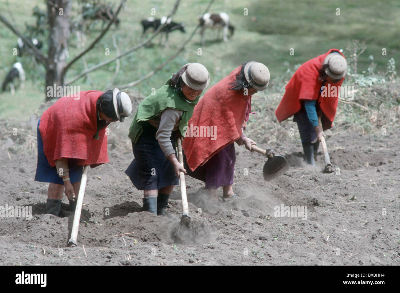 ECUADOR. NATIVE QUECHUA WOMEN TILLING LAND IN THE ANDES REGION Stock ...