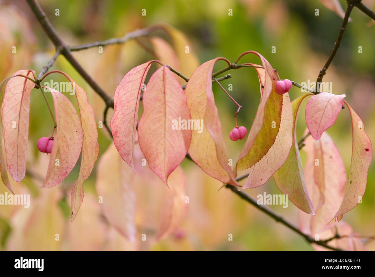 EUONYMUS HAMILTONIANUS CHINESE SPINDLE TREE Stock Photo - Alamy