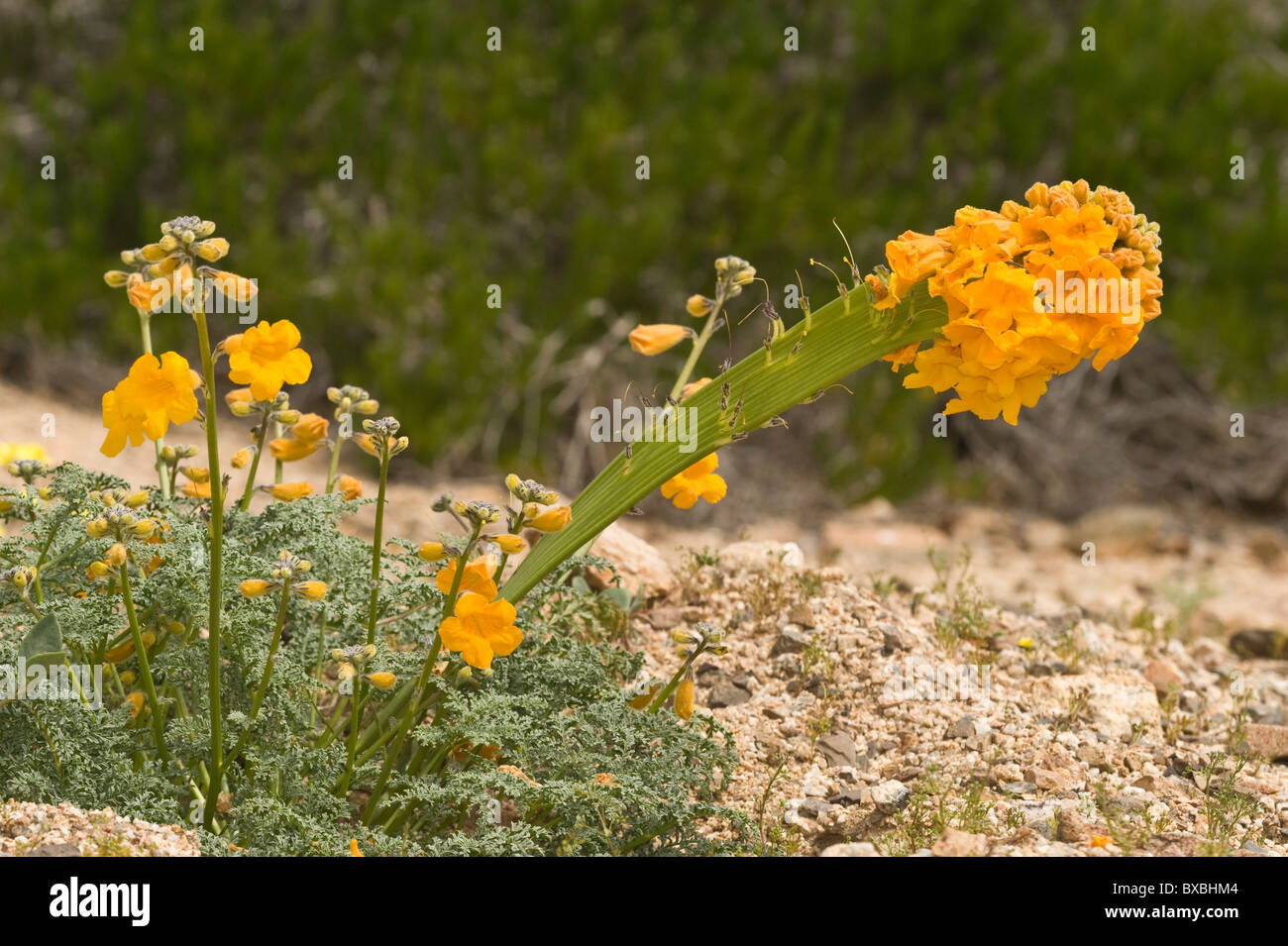 Argylia radiata flowers 'desierto florido' Quebrada del Castillo Parque ...