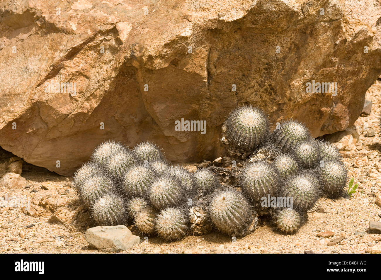 Fog and cactus hi-res stock photography and images - Alamy