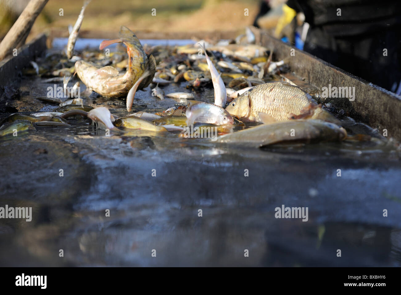 Cleaning grading sorting hi-res stock photography and images - Alamy