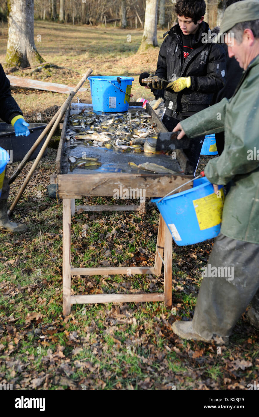 Fishermen sorting the fish after cleaning and emptying the fishing lake ...