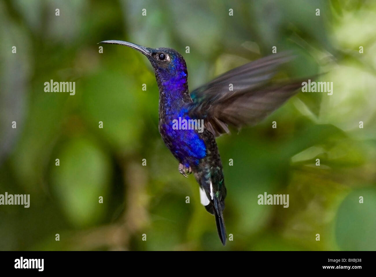 Hummingbird "Campylopterus hemileucurus" im Monteverde, Costa Rica ...