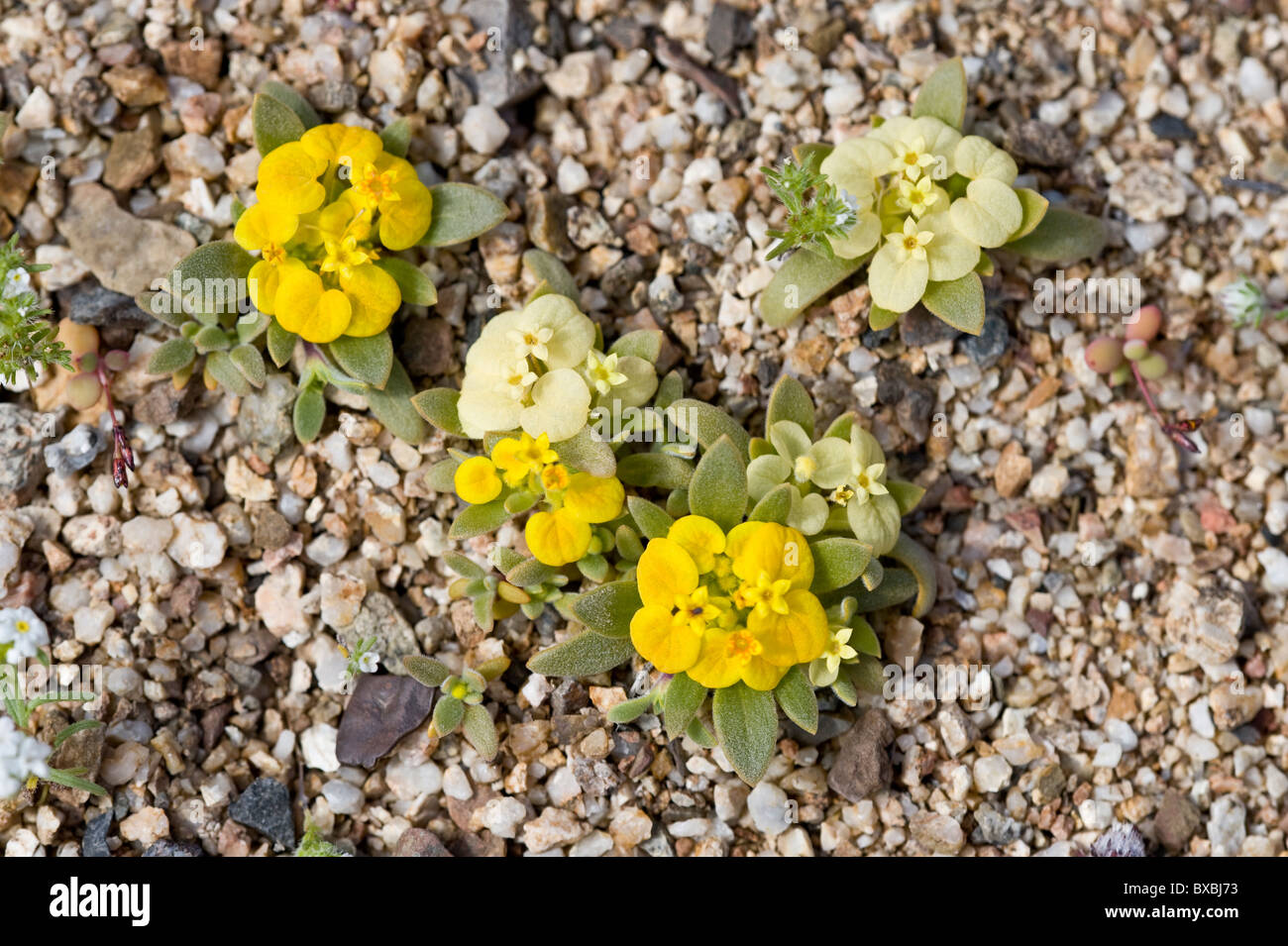 Cruckshanksia sp. of two different colours flowers in Quebrada del ...
