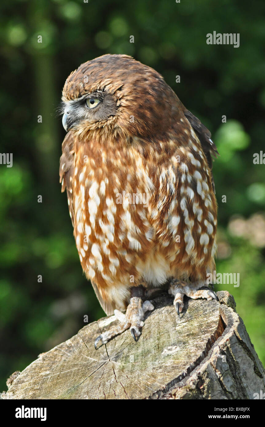 Boobook owl hi-res stock photography and images - Alamy