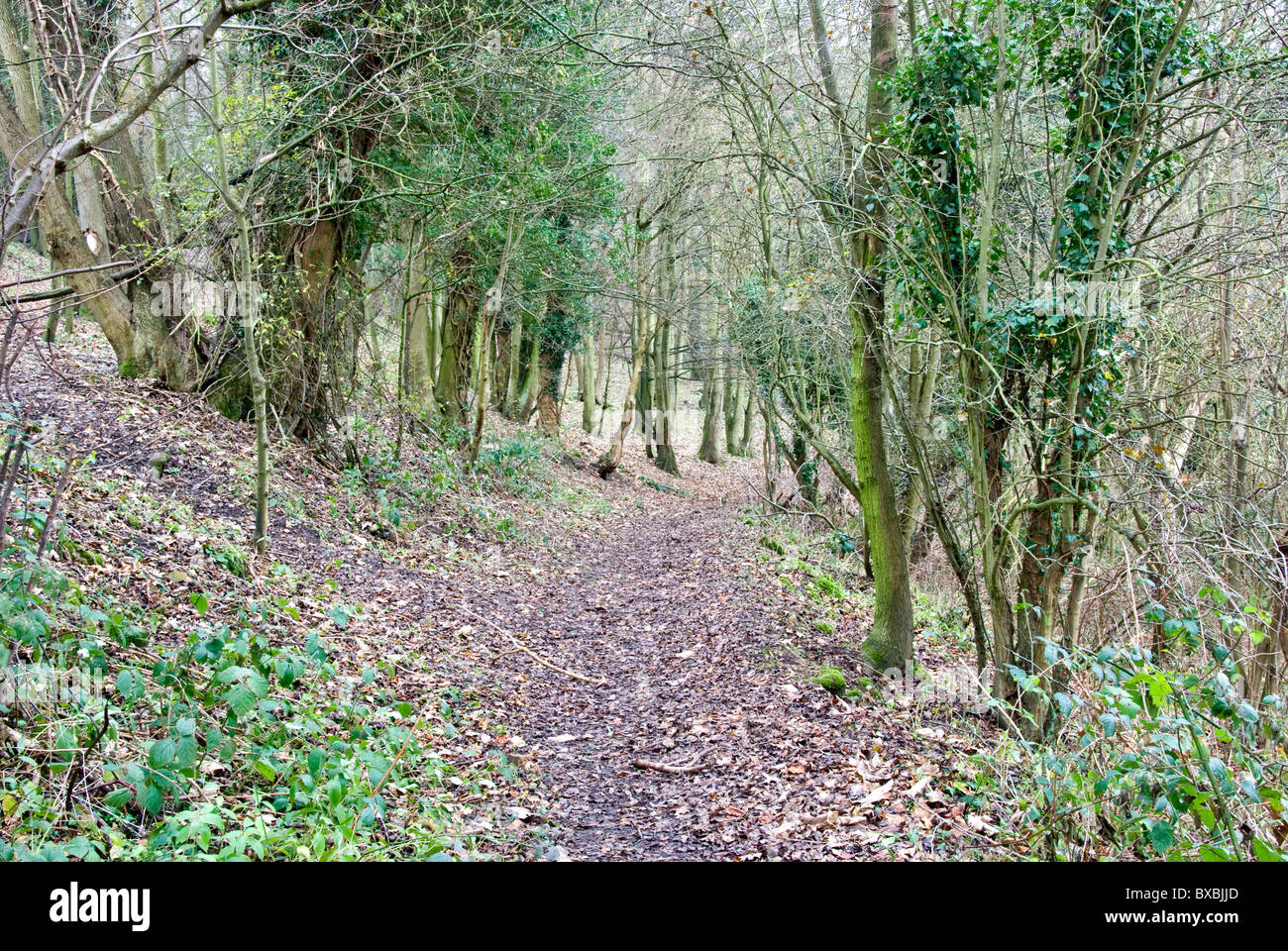 Leafy path through wood hi-res stock photography and images - Alamy