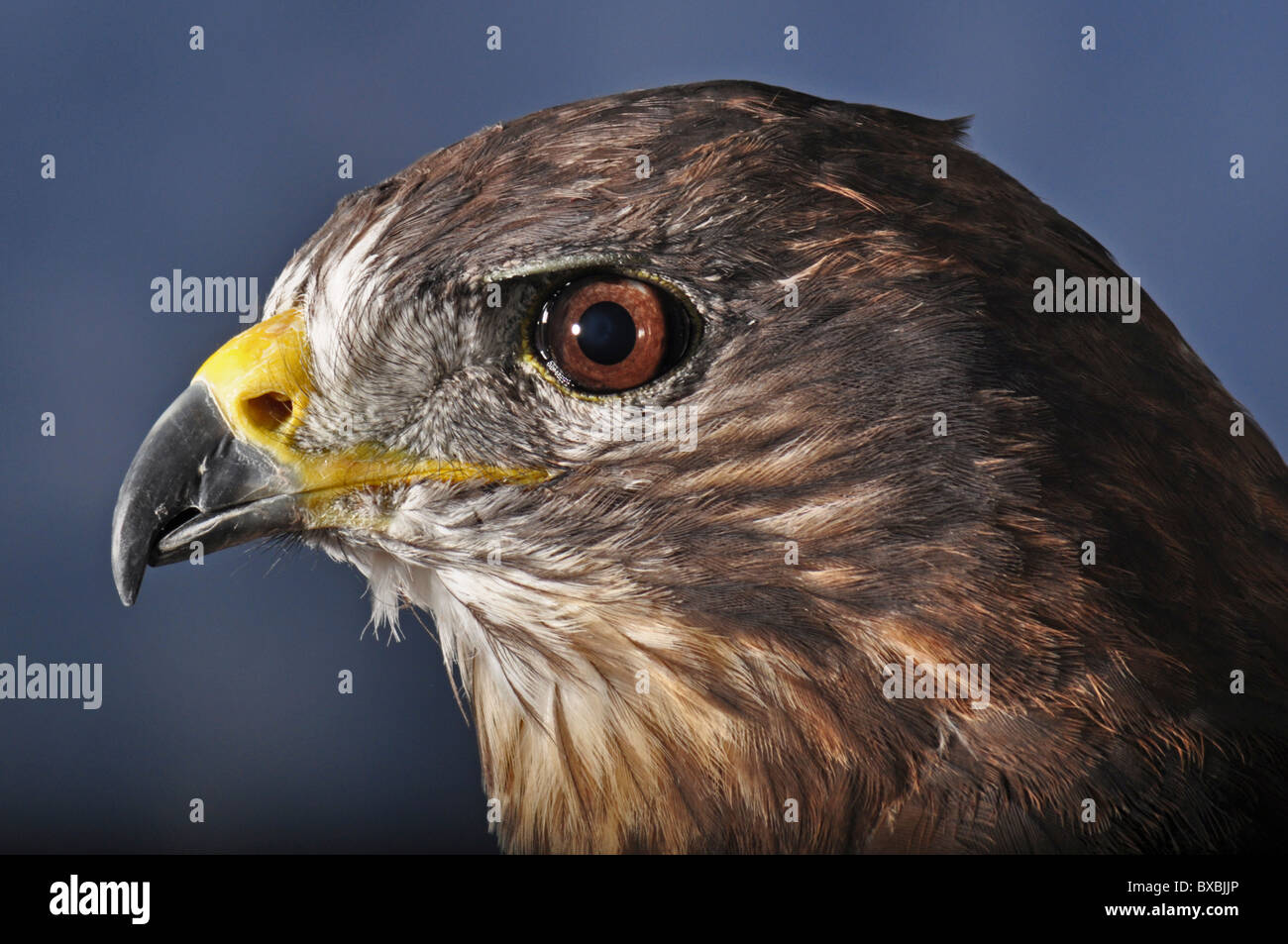 Buteo Buteo