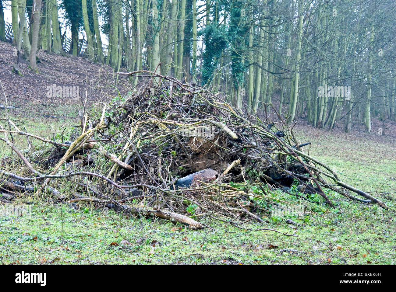 Pile of twigs and branches Stock Photo - Alamy