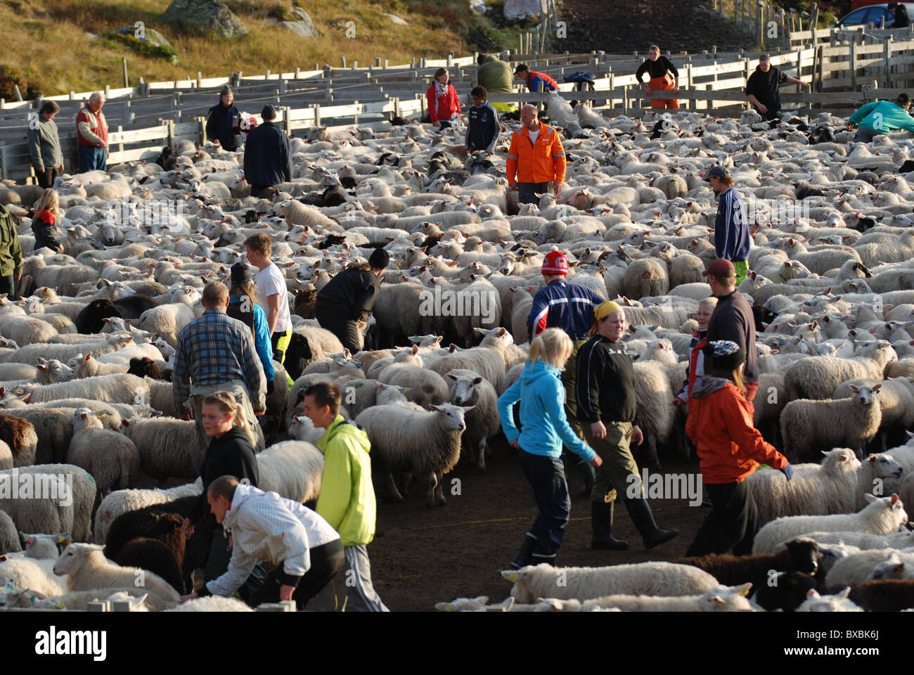 Big sheep hi-res stock photography and images - Alamy