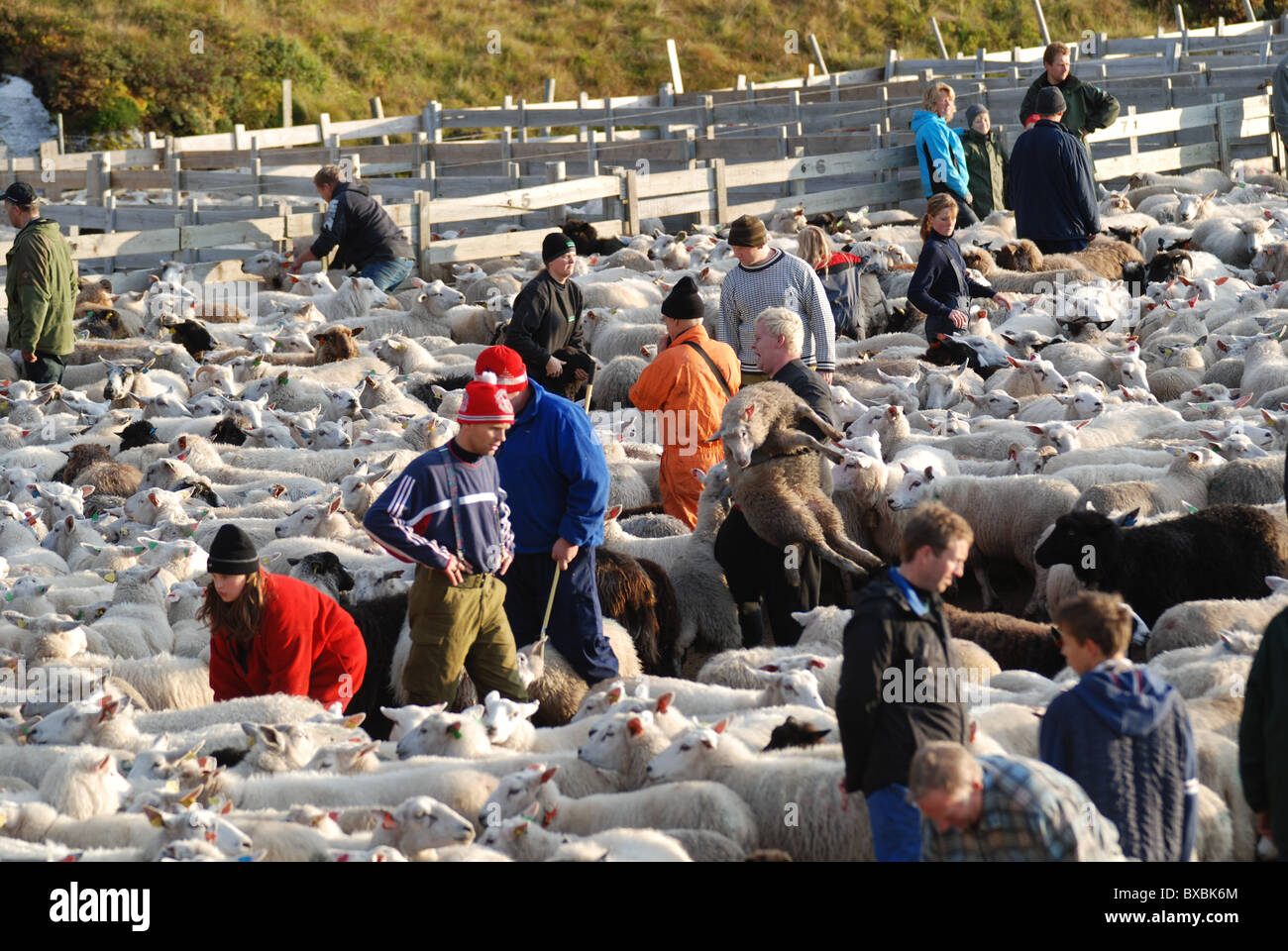 Sheep, A big flock of sheep, people working with sheep,nature mountain ...