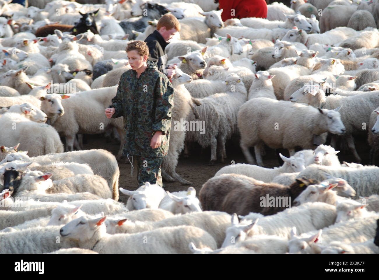 Sheep, A big flock of sheep, people working with sheep,nature mountain ...
