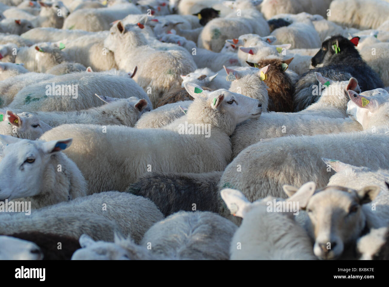 Sheep, A big flock of sheep, people working with sheep,nature mountain ...