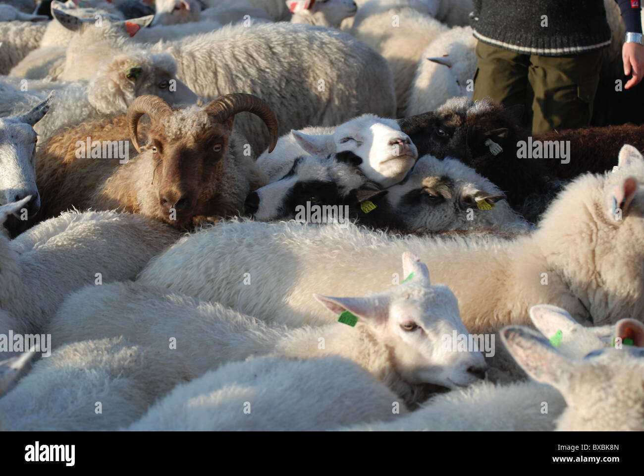 Sheep, A big flock of sheep, people working with sheep,nature mountain ...
