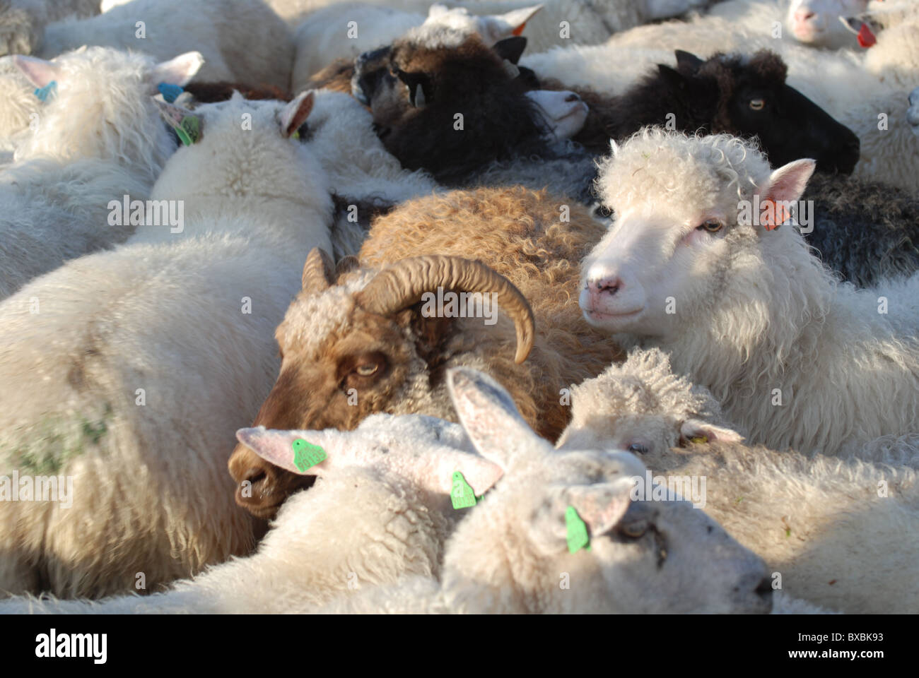 Sheep, A big flock of sheep, people working with sheep,nature mountain ...
