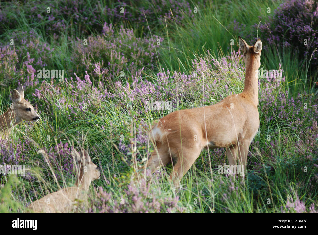 Summer deer hi-res stock photography and images - Alamy
