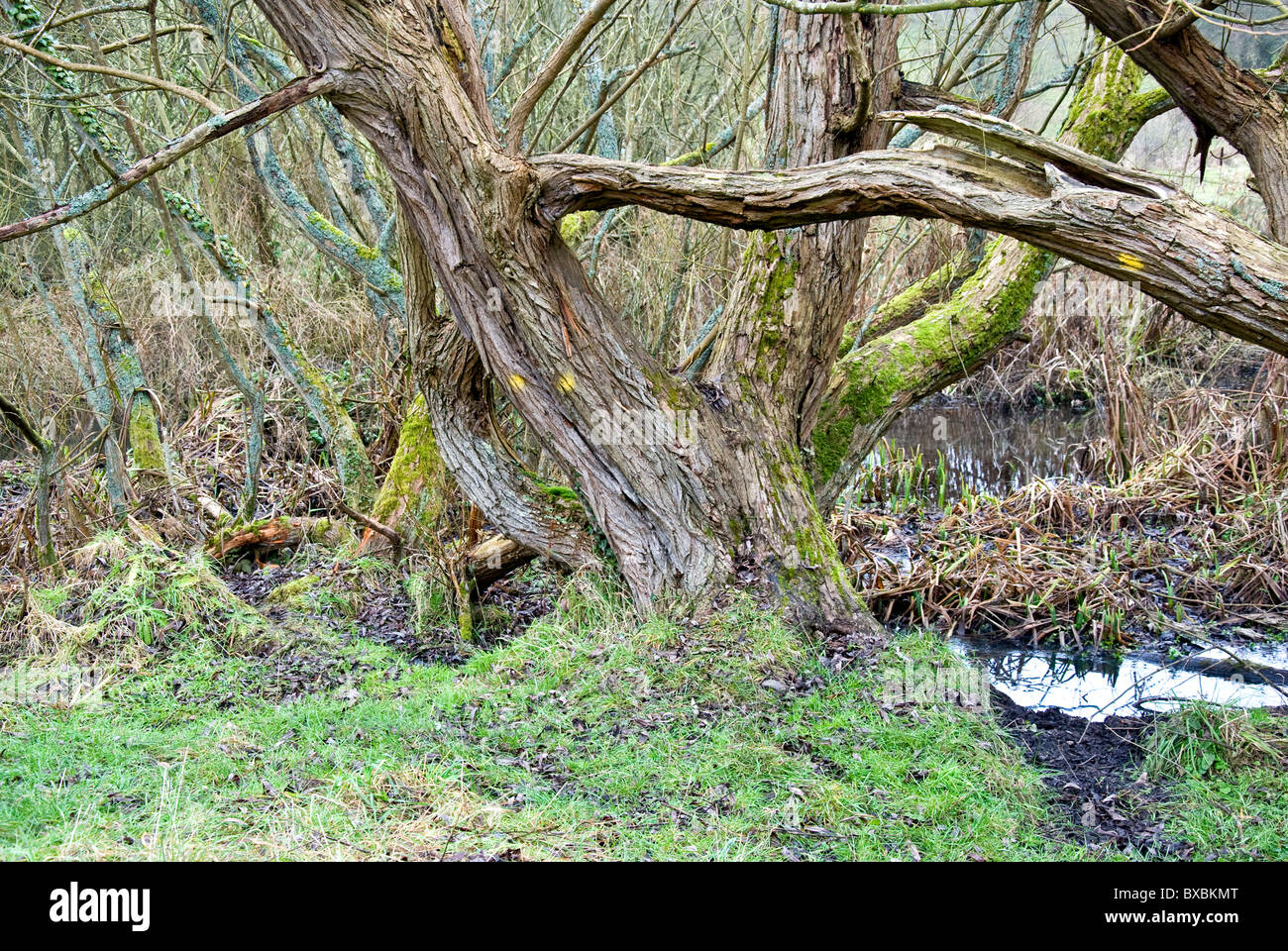 Old tree with broken branch Stock Photo - Alamy