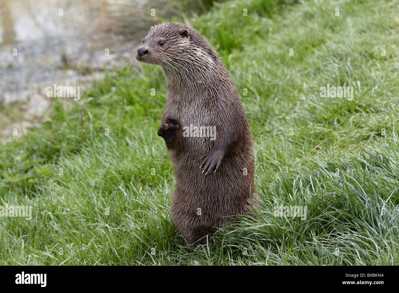 Otters on grass hi-res stock photography and images - Alamy